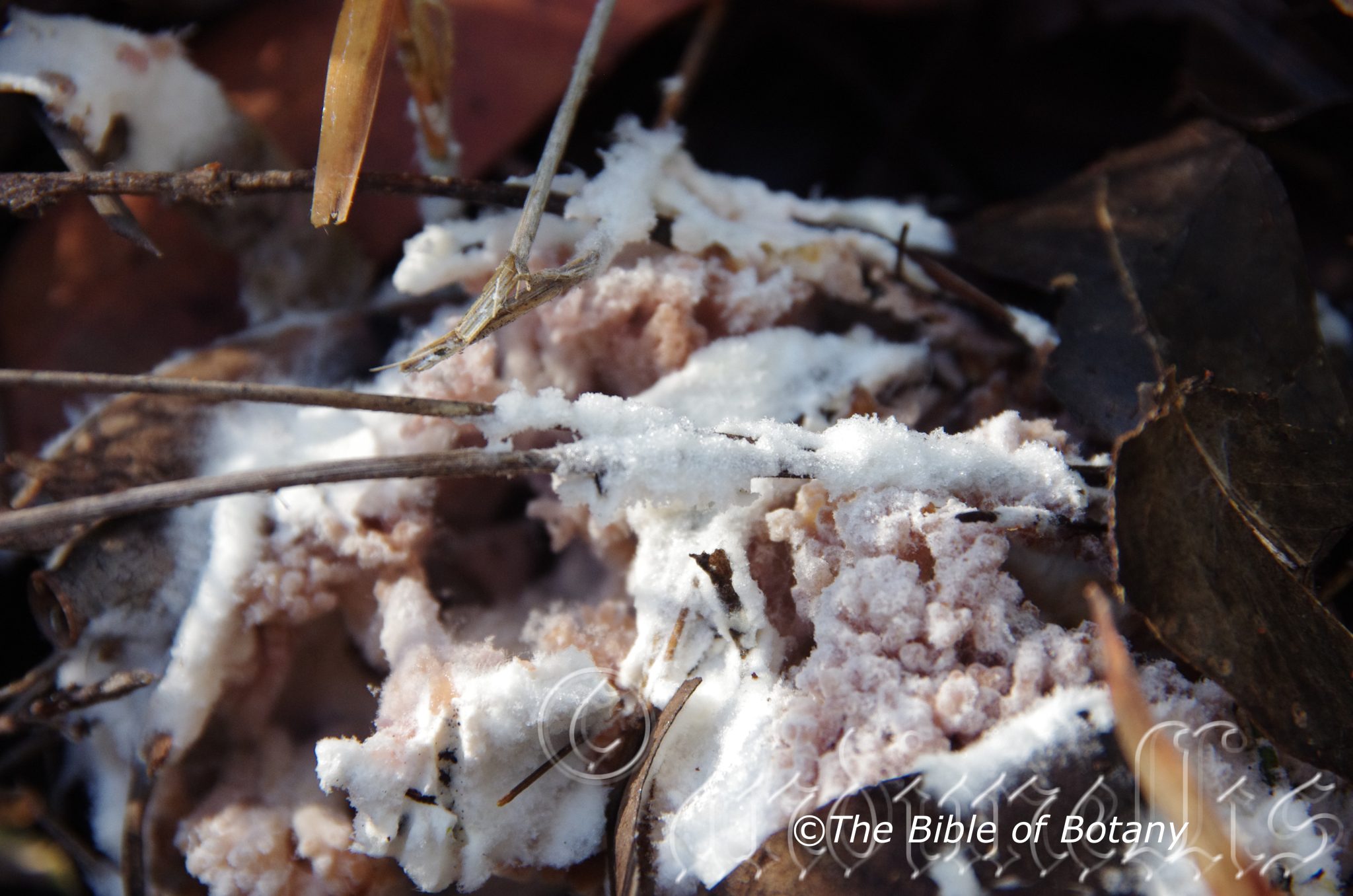 Higher Order Fungi – The Bible of Botany